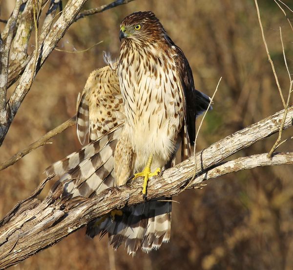 Cooper's Hawk in the golden hour: These were taken yesterday morning ...