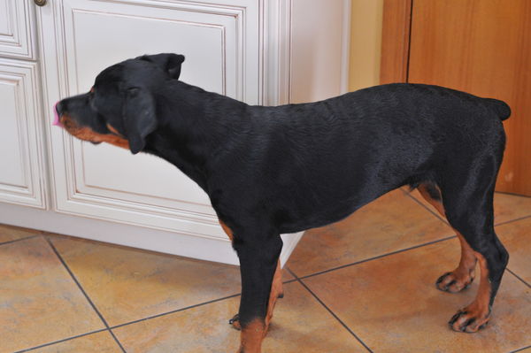 Rottweiler pups update: They are now 4 months old, so here's some ...