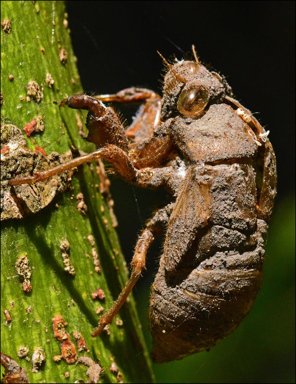 Cicada Exoskeleton - my attempt at macro: Being summer in Australia ...