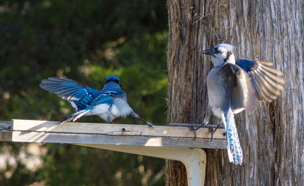Blue jays in flight, another attempt: Still trying, but thought some of ...
