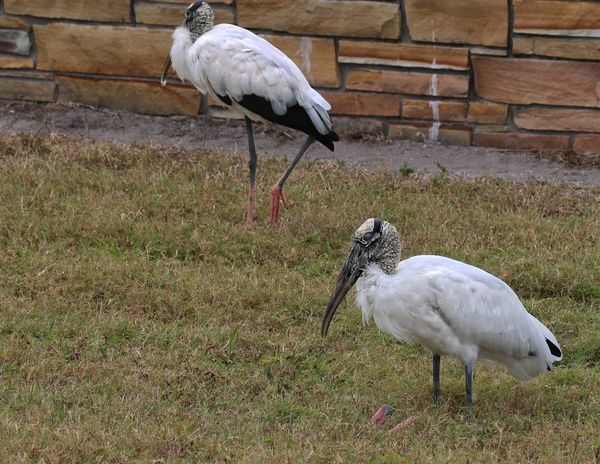 Wood Stork's Goofy Folding Legs: I have been wanting to catch a shot of ...