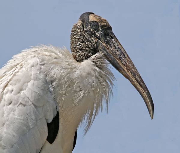 Wood Stork's Goofy Folding Legs: I have been wanting to catch a shot of ...
