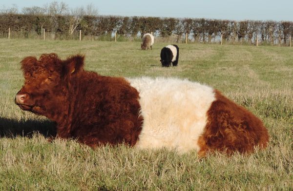 A Brown & White Panda!!!!!!!! Cow. The Belted-Galloway...