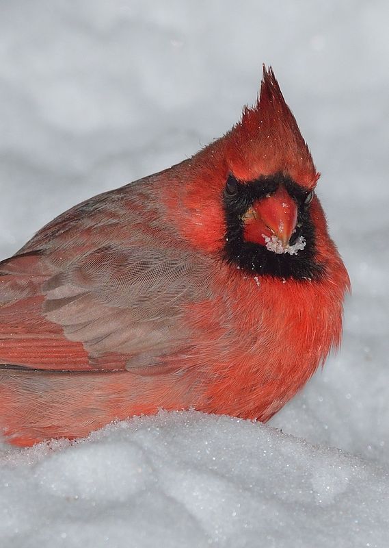 The Cardinal close-up: A pair of Cardinals from today. Both shots taken ...