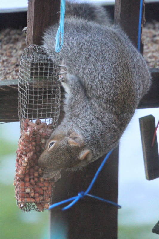 Cyril the Squirel: He's getting bolder by the week, we have three now ...