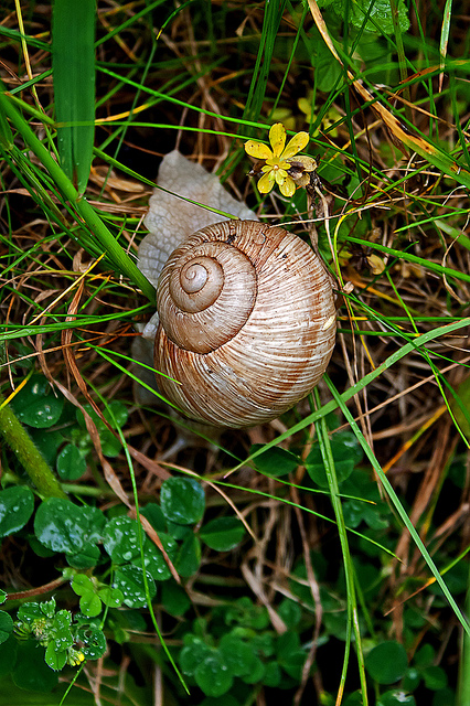 Edible Roman Snail Chedworth Roman Villa England: Edible Roman Snail ...