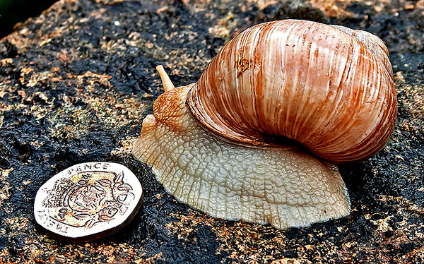 Edible Roman Snail Chedworth Roman Villa England: Edible Roman Snail ...