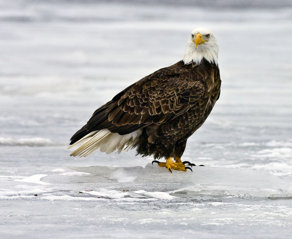 Eagle on ice: The images where taken a few minutes apart. Looking for ...