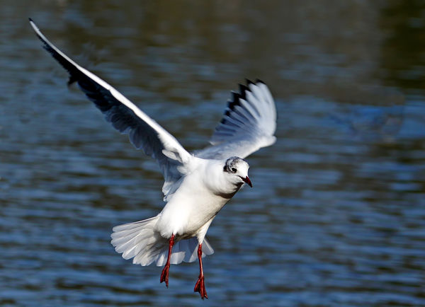Constant hunters: The gulls are always on the hunt for food,they make ...