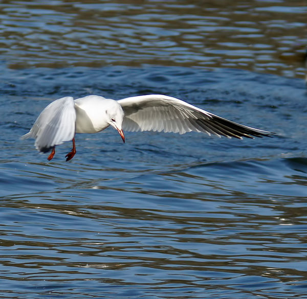 Constant hunters: The gulls are always on the hunt for food,they make ...