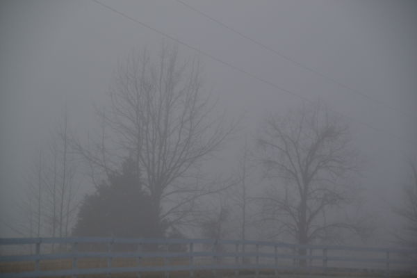 fog test: 1/4 mile visibility this am so tried my luck at fog shots...