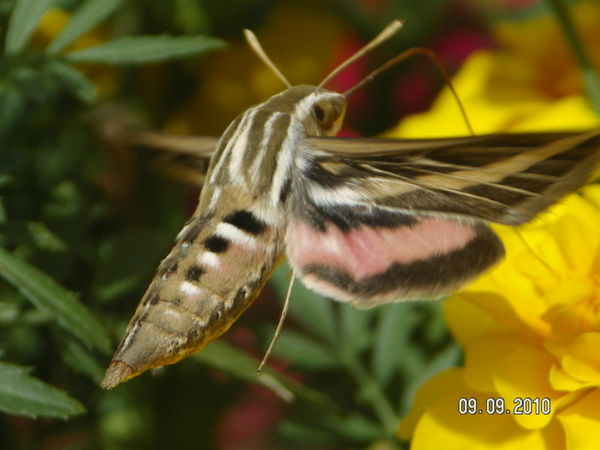The rare Hummingbird: A few years ago my husband came running in the ...