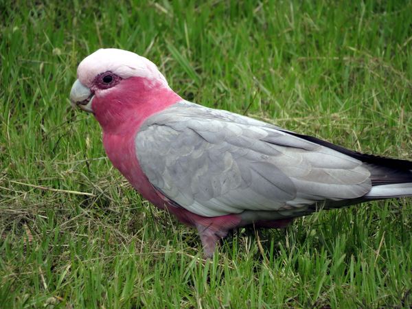 Galahs: Galahs (cacatua roseicapilla) are abundant over much of ...