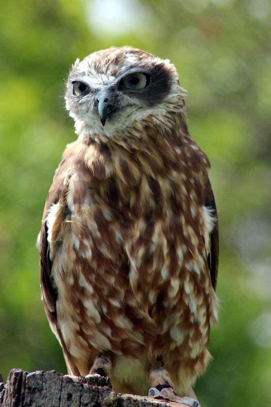 Southern Boobook Owl: Hi all, The adult Boobook Owl is about 12" long ...