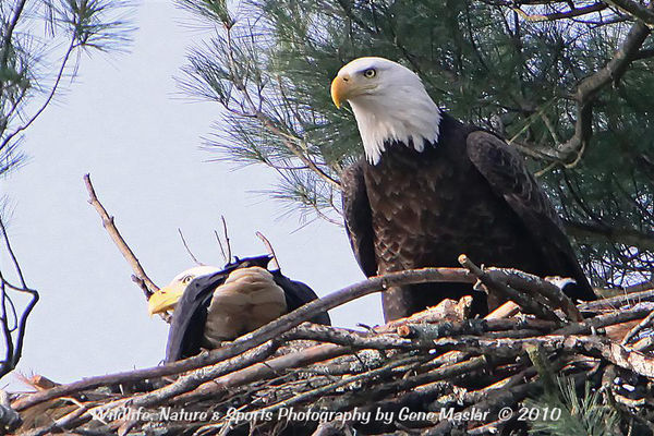 Nesting Bald Eagles - ch 7 part 1 (9): At this point in time, the ...