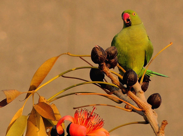 Indian bird species - Parrot and Mynah: The mynah ( Acridotheres ...