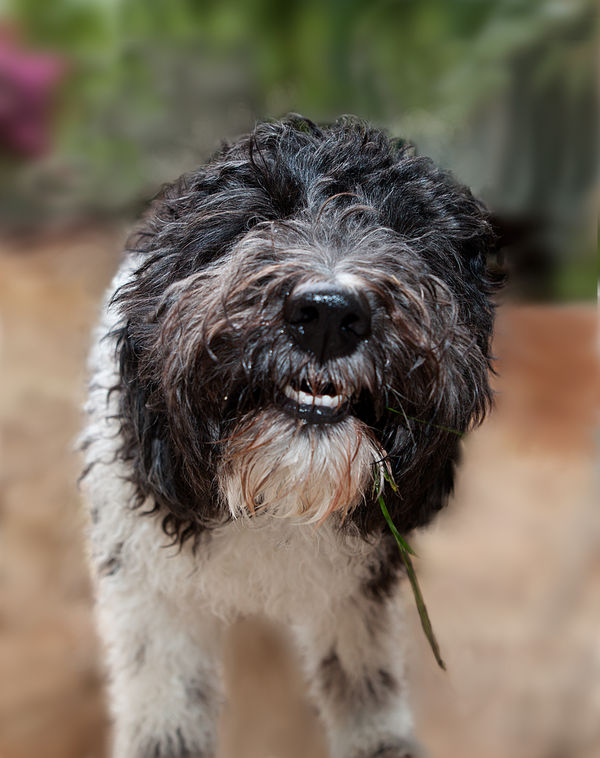 Farmer Emma! As many of you know, this is my Emma. She is a crazy ...