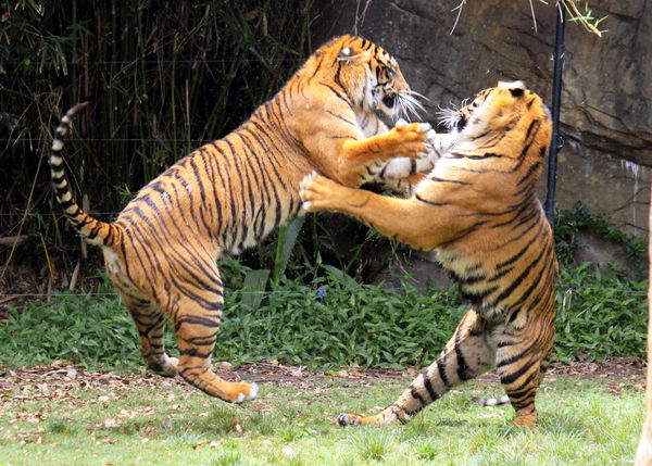 Tigers at Dream World, Gold Coast Australia: Hi All, Some tiger action ...