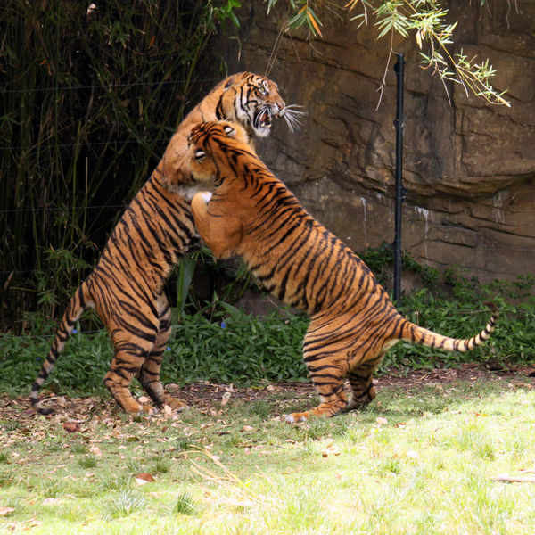 Tigers at Dream World, Gold Coast Australia: Hi All, Some tiger action ...