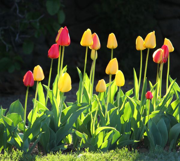 47th Parallel Revisited - Spring for a Lucky Few