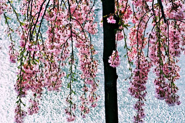 47th Parallel Revisited - Spring for a Lucky Few