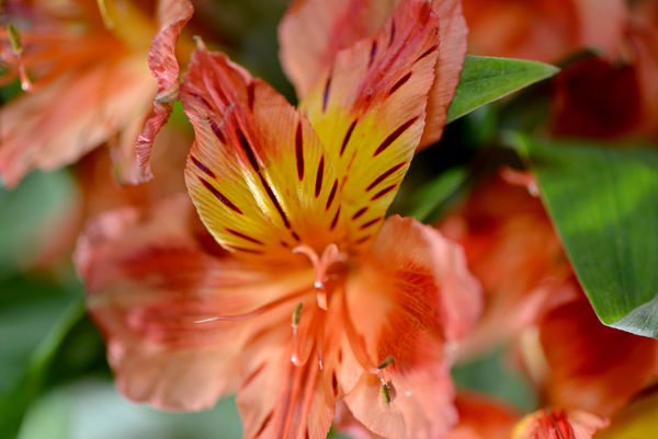 Astrodmedia Flowers: Hi to all: I'd appreciate your comments and ...