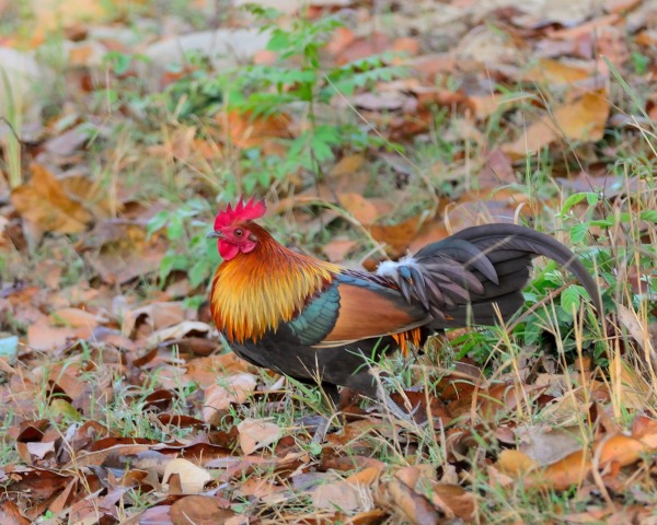 India - Red Jungle Fowl - Handsome is as handsome does! I got these ...