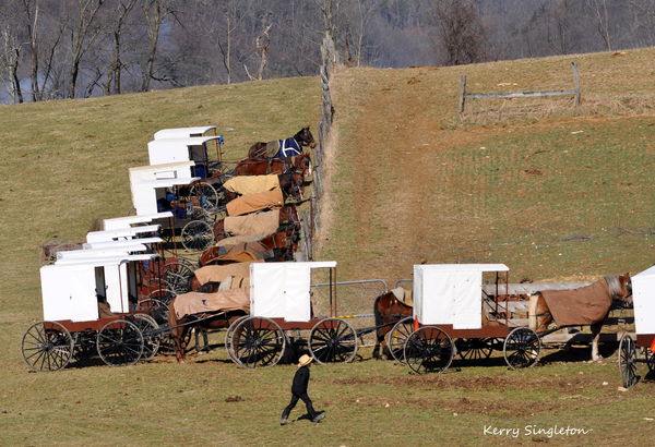 Amish Auction: Amish Auction...