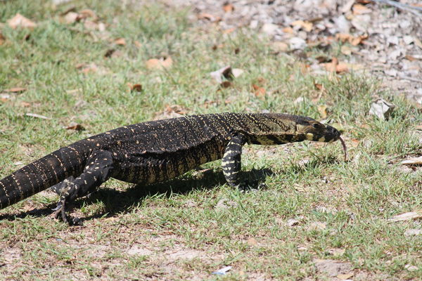 Goannas: Goannas or monitor lizards are a common sight in Australia ...