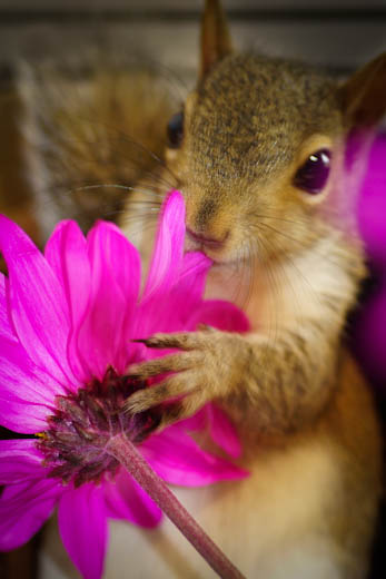 Some squirrels love flowers: I caught this young squirrel enjoying a ...