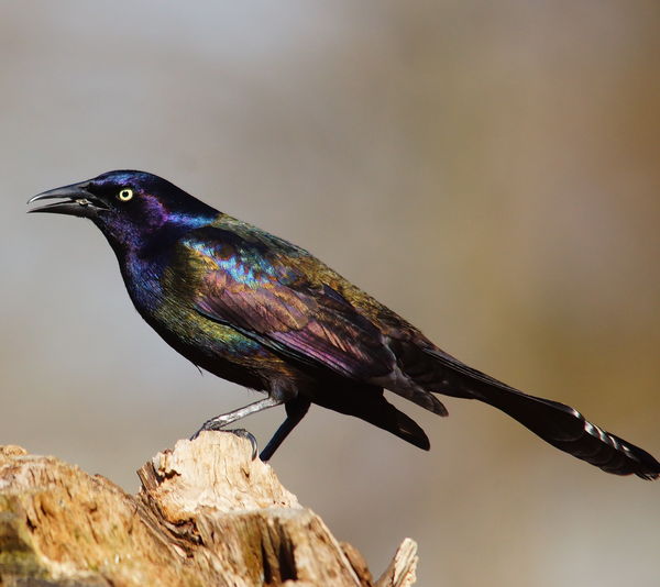 More Grackles,Tufted Titmouse, Cardinal: The outback of my house!