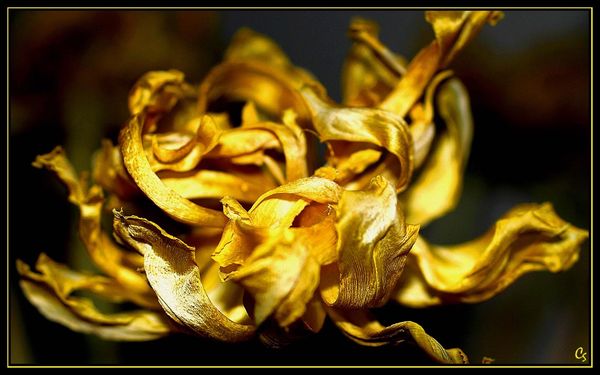 Dying Art: Some dead flowers that I have tried to breathe eternal life ...