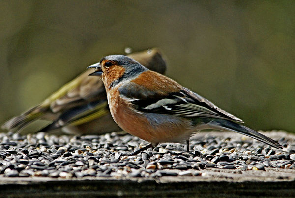 Bullfinch,Chaffinch,Greenfinch: Some various finches.