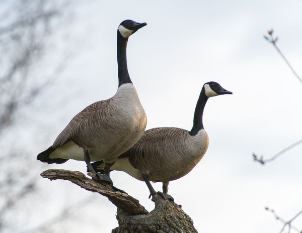 Why is The Goose in The Tree? Other than a UHH posted photo of Canada ...
