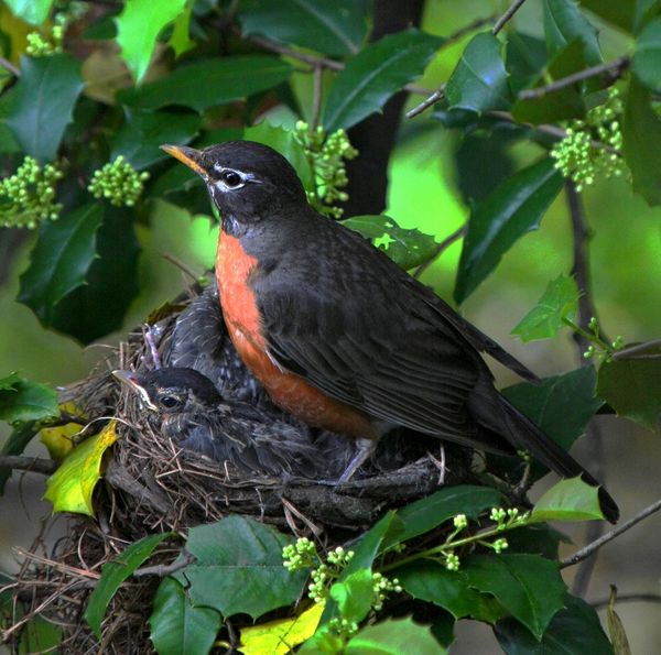 Nesting Robin Family 27 - Cuddling is Nice.. I took this photo ...