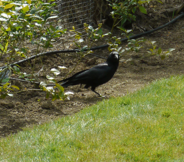 One legged crow: We have a pair of crows hanging around (My wife tells ...