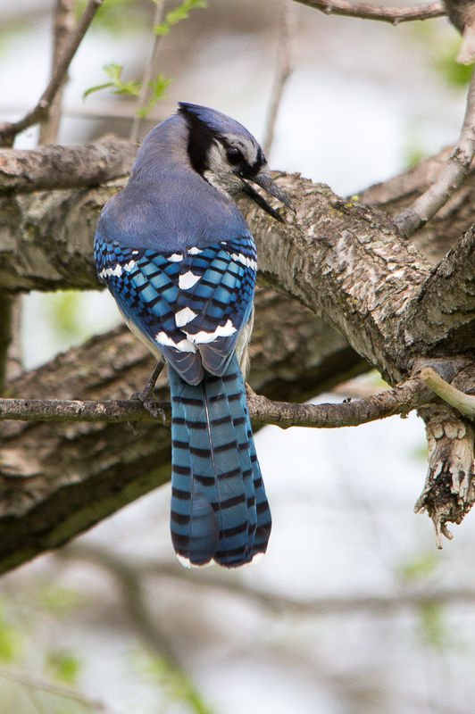 more from my front porch: I have a blue jay, a male and a female ...