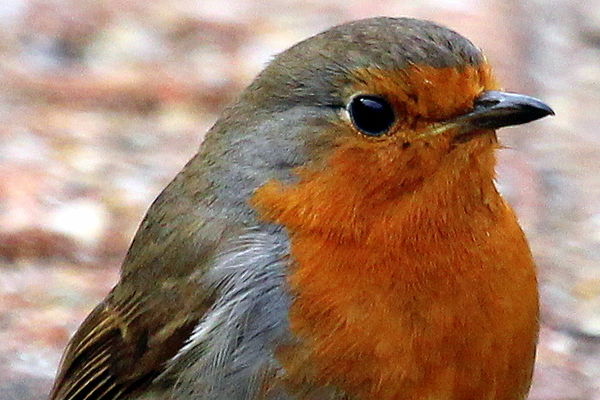 Portraits of my robins: A few head shots. Marto.