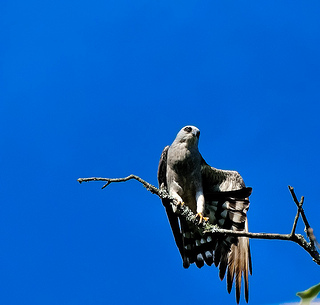 Mississippi Kite: This is a mating pair of Kites that return to nest in ...