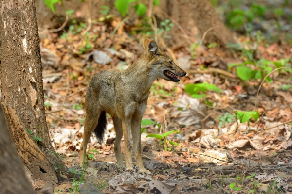 India - Indian Jackal - The leader of the pack.