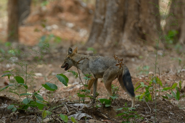 India - Indian Jackal - The leader of the pack.