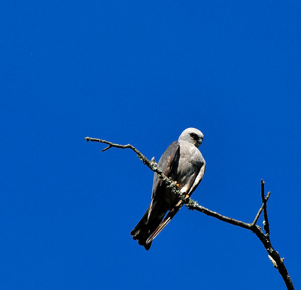 Mississippi Kite: This is a mating pair of Kites that return to nest in ...