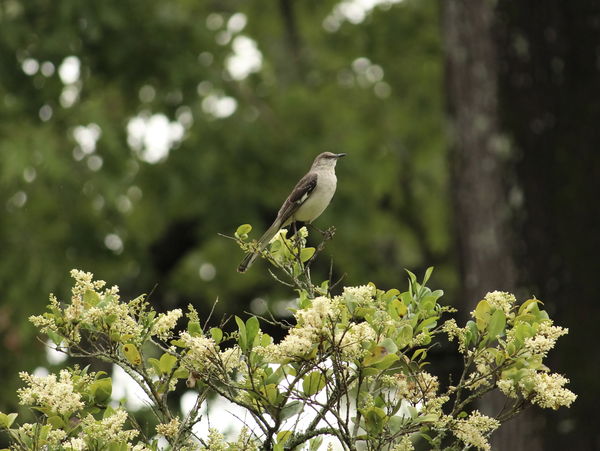 Ruler of the yard: Came home from work and heard a bunch of birds ...