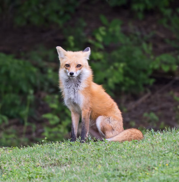 Red Tailed Fox: The past few couple of springs I have been fortunate to ...