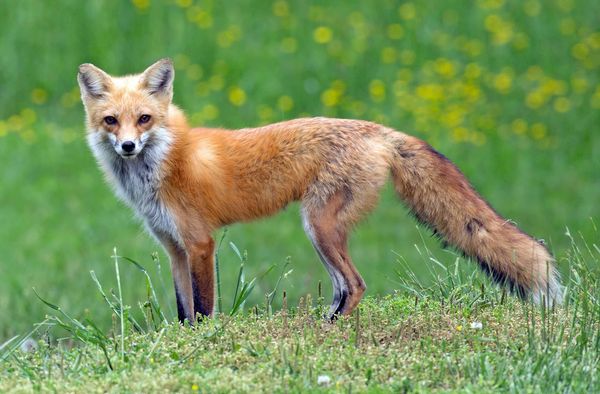 Red Tailed Fox: The past few couple of springs I have been fortunate to ...