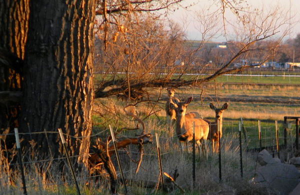 ~~Deer~~How Can I Make These Look Better: The sun was setting late in ...