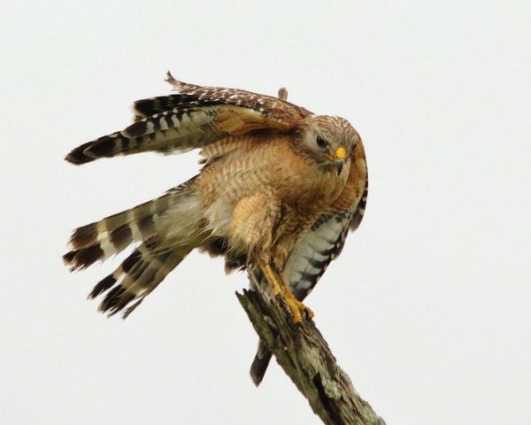 Red Shouldered Hawk Preening: Got these at Orlando Wetlands Park ...