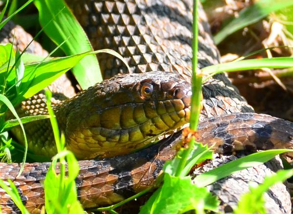 Diamondback Water Snake: Eerie looking guy, huh?