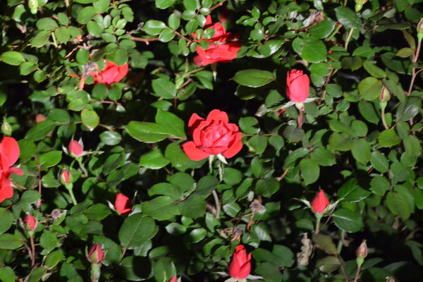 rose bush: The bush is alive with roses...