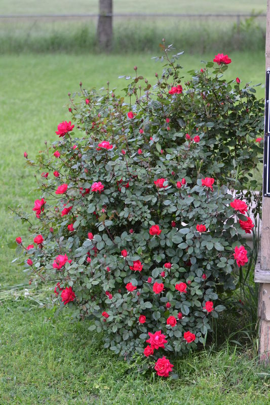 rose bush: The bush is alive with roses...